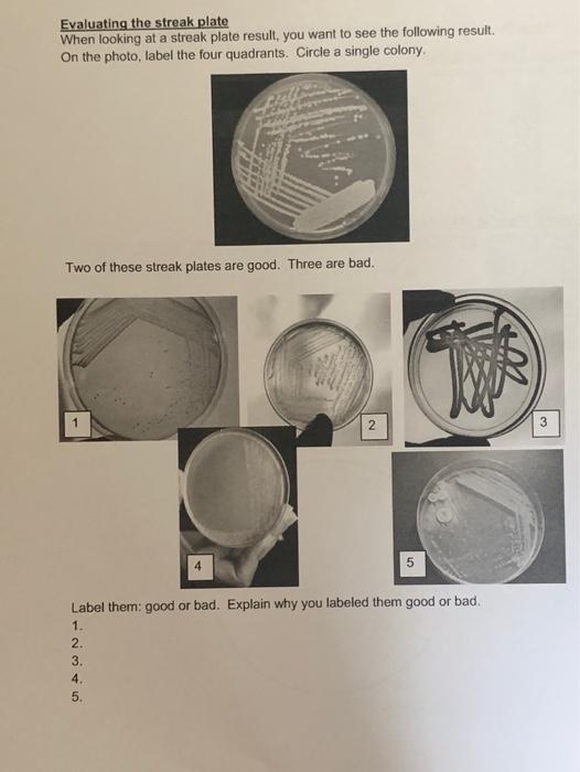 Solved Aseptic Technique. Inoculation, Staining Procedures | Chegg.com