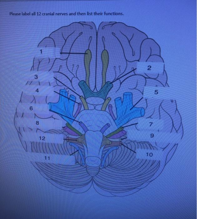 Solved Please label all 12 cranial nerves and then list | Chegg.com
