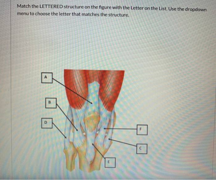 Solved Match the LETTERED structure on the figure with the | Chegg.com