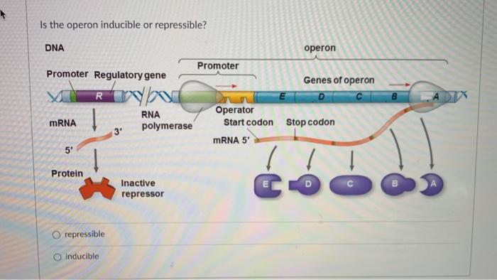 Solved Is the operon inducible or repressible? Regulatory | Chegg.com