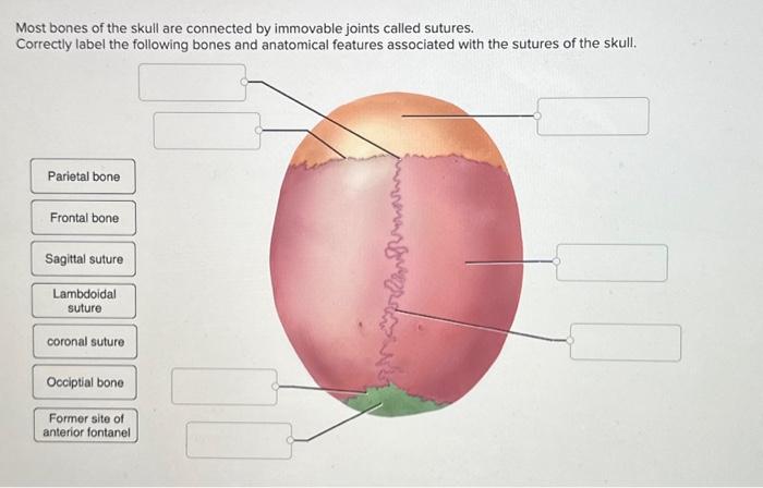 Solved Most bones of the skull are connected by immovable | Chegg.com