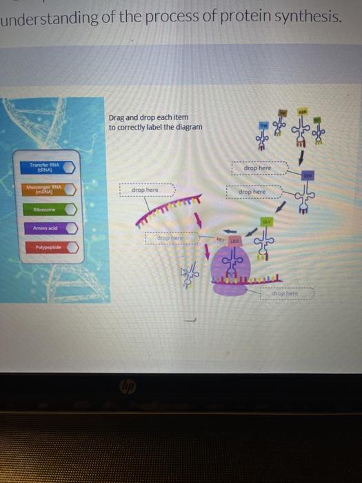 Solved understanding of the process of protein synthesis. | Chegg.com
