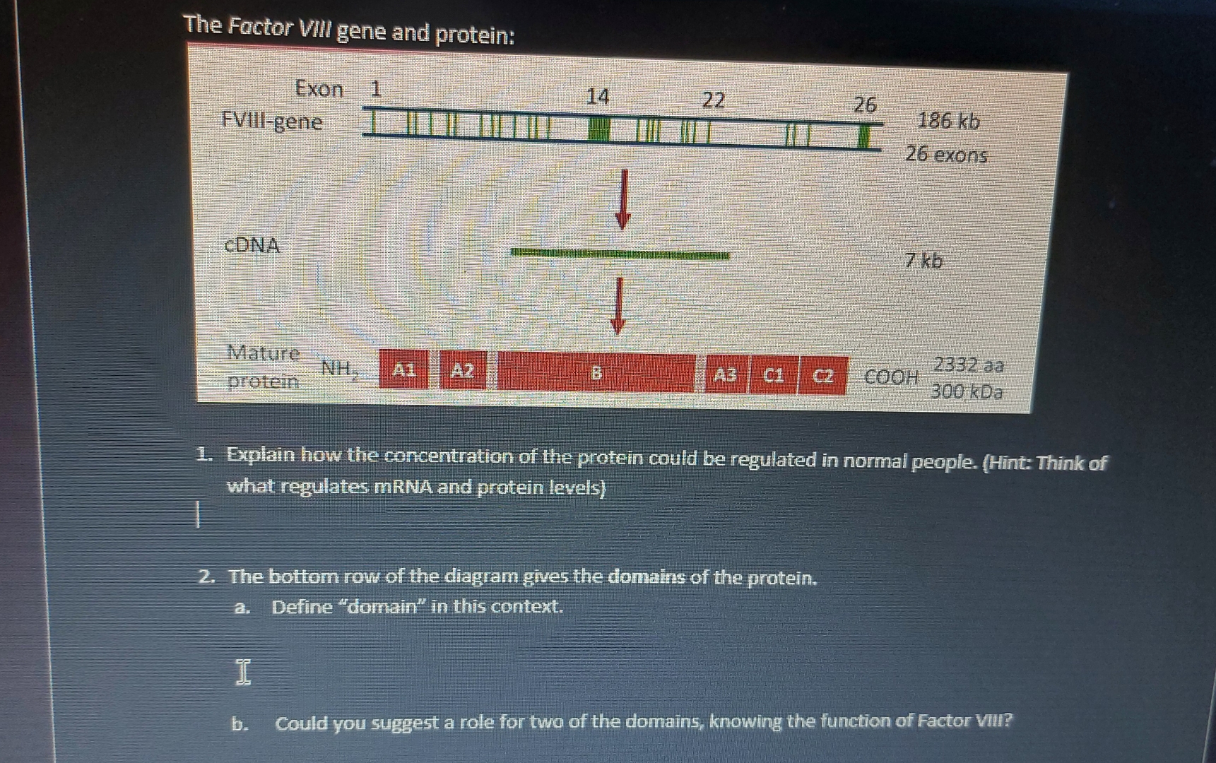 Solved The Factor VIII gene and protein:Explain how the | Chegg.com