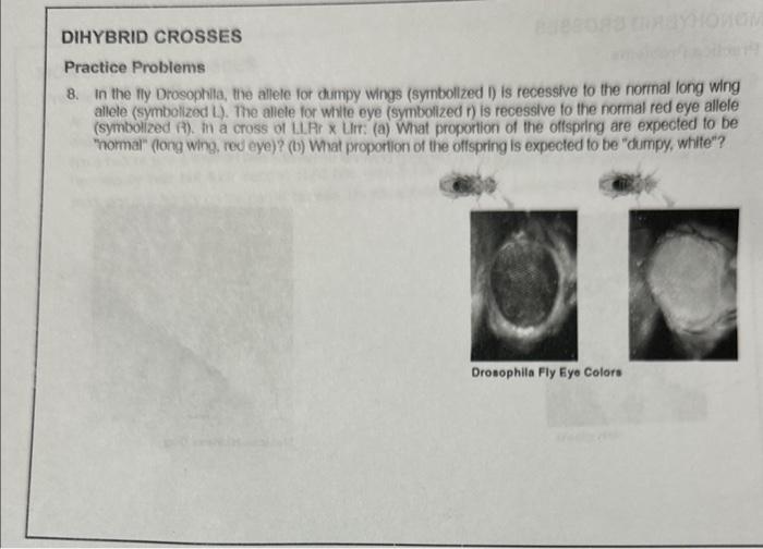Solved Practice Problems 8. In the fly Drocophila, the | Chegg.com