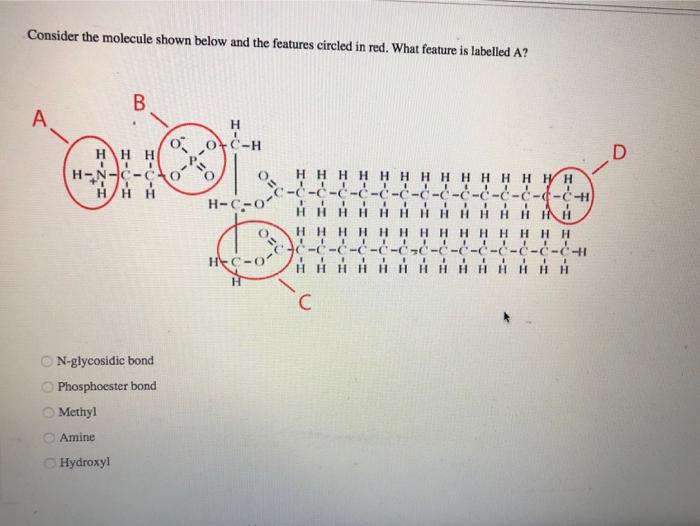 Solved Consider the molecule shown below and the features | Chegg.com