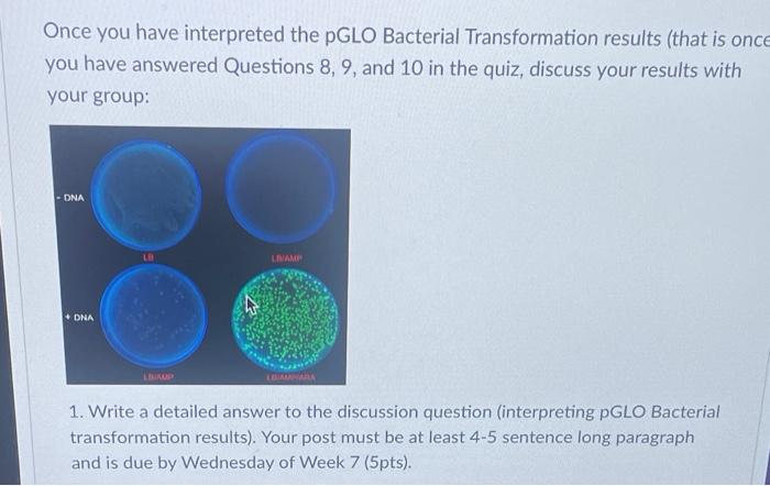 Solved Once you have interpreted the pGLO Bacterial | Chegg.com