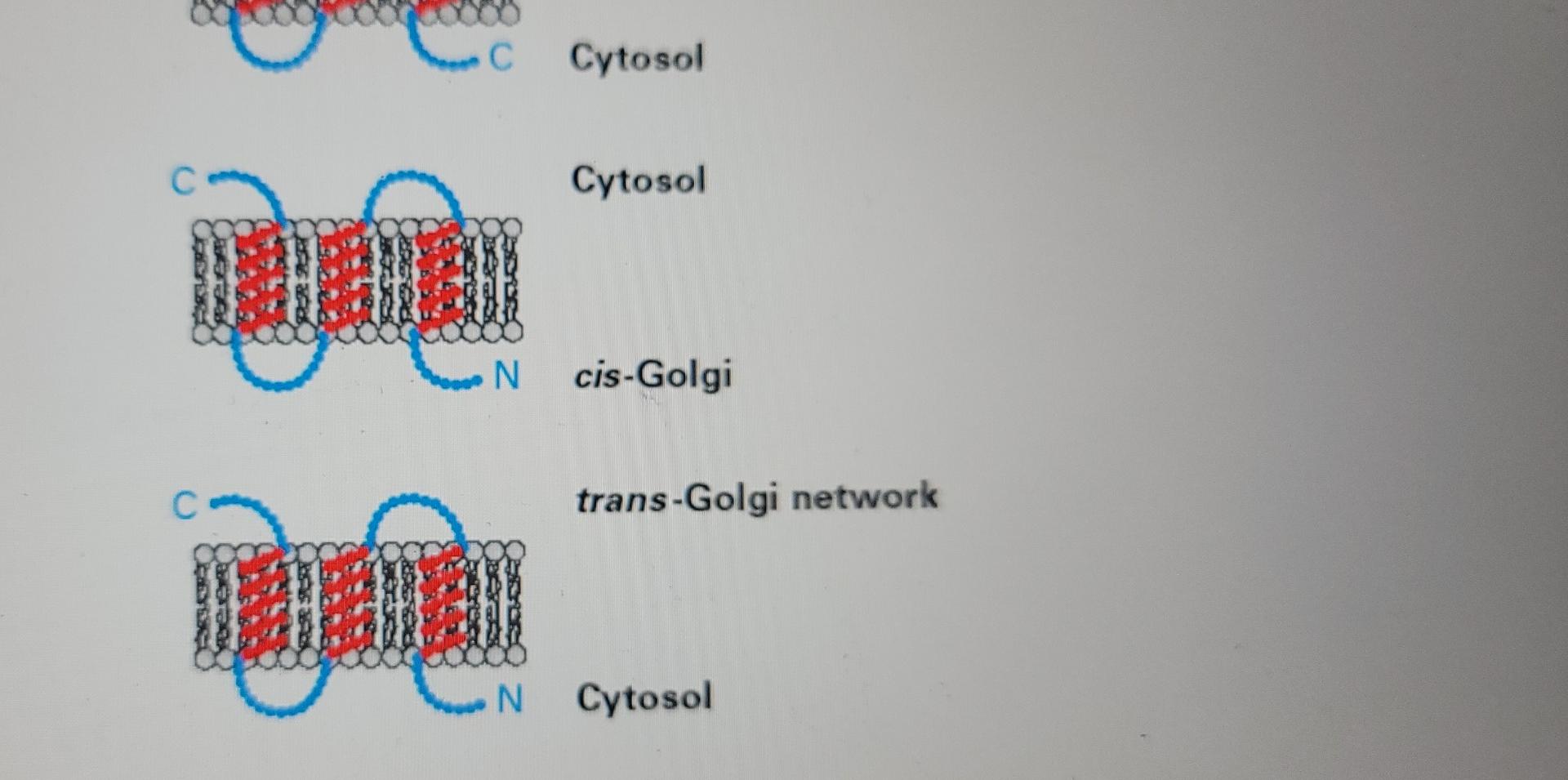 Solved Cytosol orientation shown to the left. Which of the | Chegg.com
