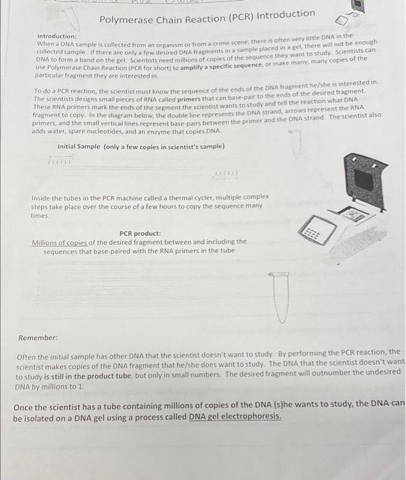 Solved Polymerase Chain Reaction (PCR) Introduction | Chegg.com