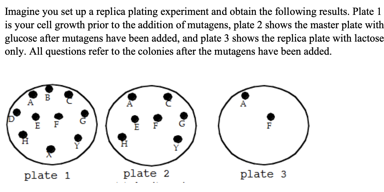 Solved Imagine you set up a replica plating experiment and | Chegg.com