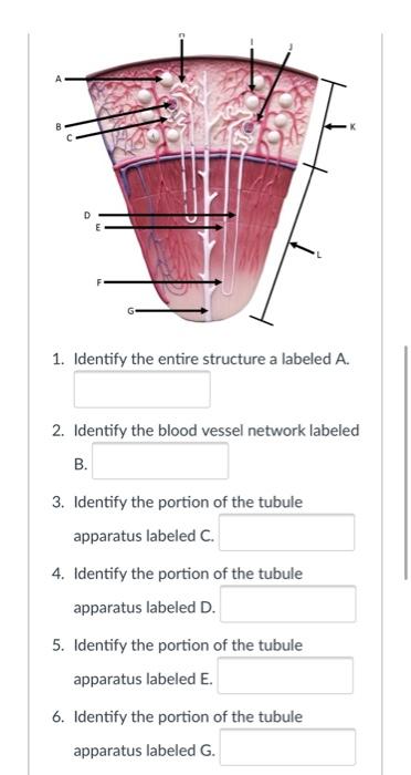 Solved 1. Identify the entire structure a labeled A. 2. | Chegg.com