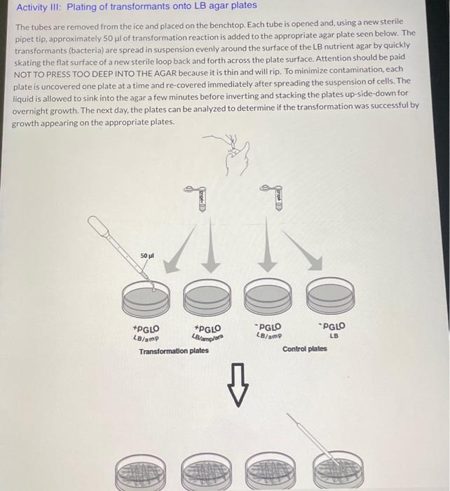 Solved Activity III: Plating of transformants onto LB agar | Chegg.com