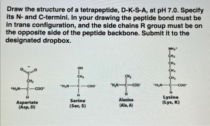 Solved Draw the structure of a tetrapeptide, D-K-S-A, at pH | Chegg.com