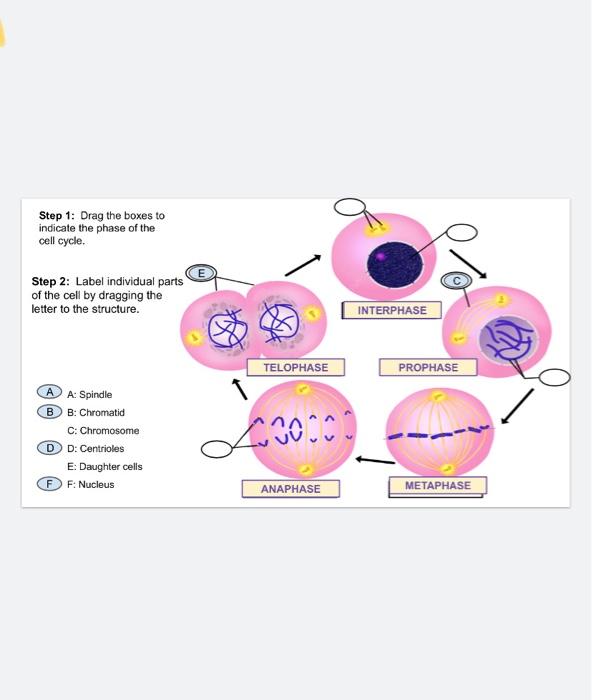 Solved Step 1: Drag the boxes to indicate the phase of the | Chegg.com