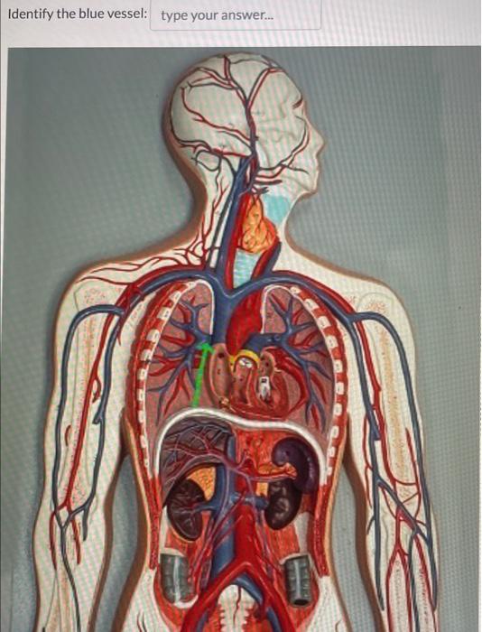 Identify the blue vessel: | Chegg.com