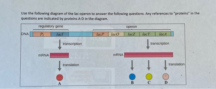 Solved Use the following diagram of the lac operon to answer | Chegg.com