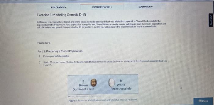 Exercise 2 Modeling Natural Selection only weiert | Chegg.com