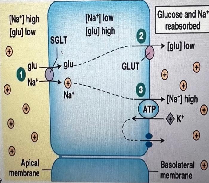 Solved [Na] high [glu] low glu- + 1 Na+ Apical membrane + | Chegg.com