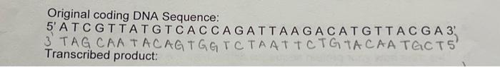 Solved Original coding DNA Sequence: 5' A TCGTTATGGTCA C C A | Chegg.com