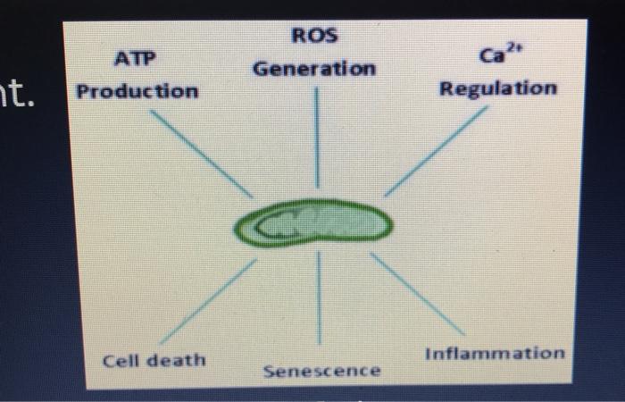 Solved ROS ATP Generation Car ht. Production Regulation Cell | Chegg.com