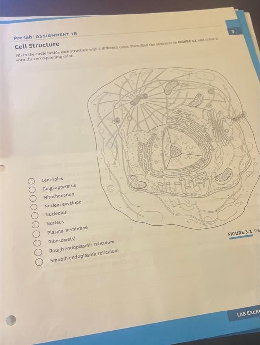 Solved Pre-lab I ASSICNMENT 3C Membrane Function Pre-lab | Chegg.com