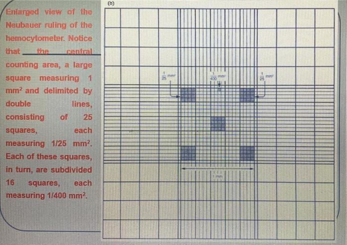 Solved ( ) Cover slip Neubauer rulings Counting chambers The | Chegg.com