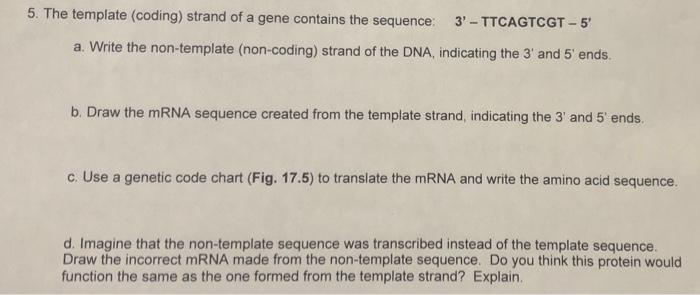 Solved 5. The template (coding) strand of a gene contains | Chegg.com