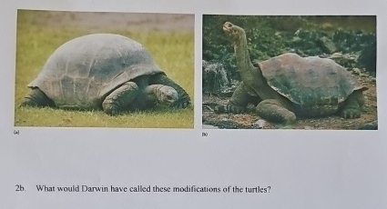 Solved (4)B)2b. ﻿What would Darwin have called these | Chegg.com