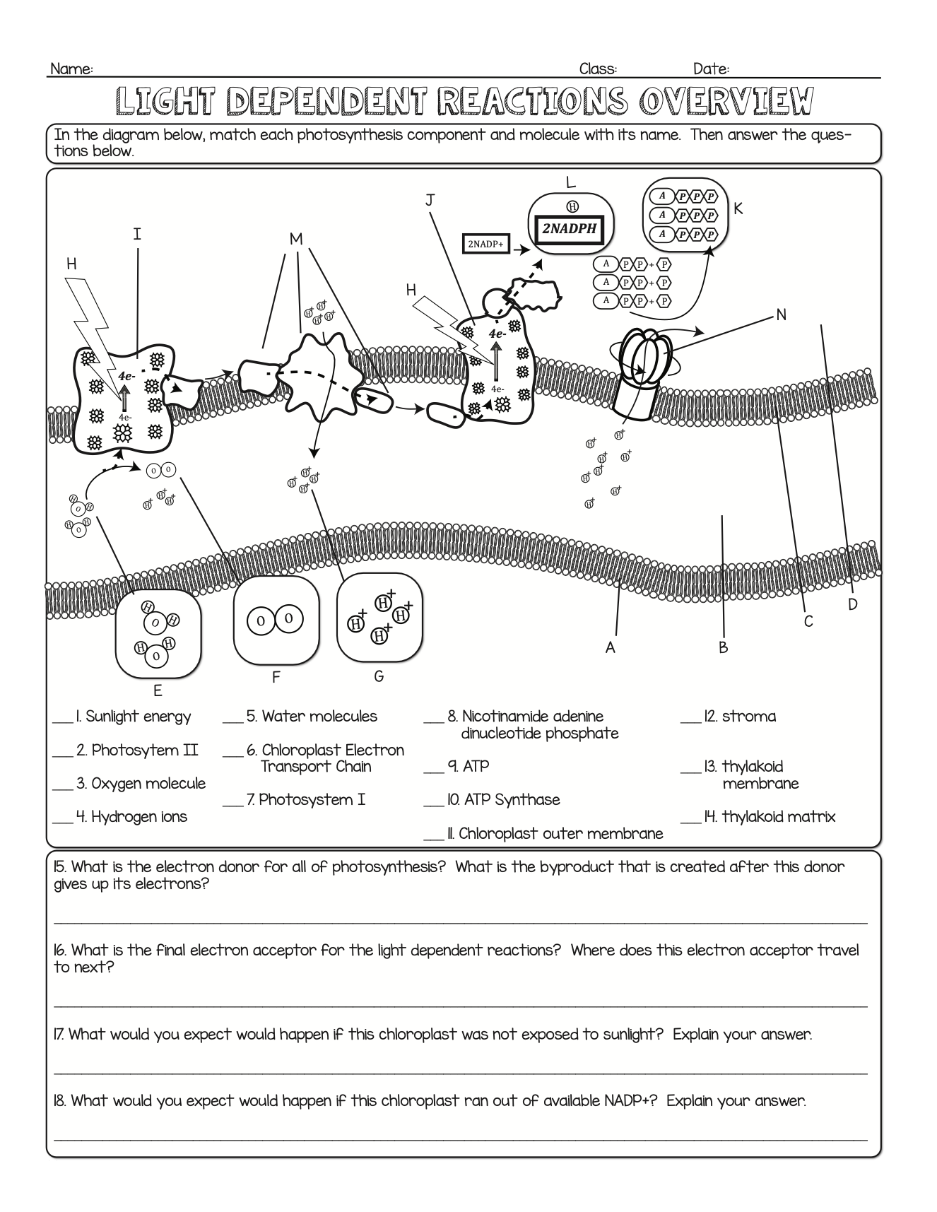 Solved LIGHT DEPENDENT REACTIONSIn the diagram below, match | Chegg.com