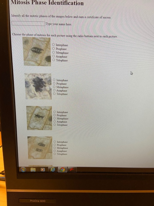 Solved Mitosis Phase Identification Identify all the mitotic | Chegg.com