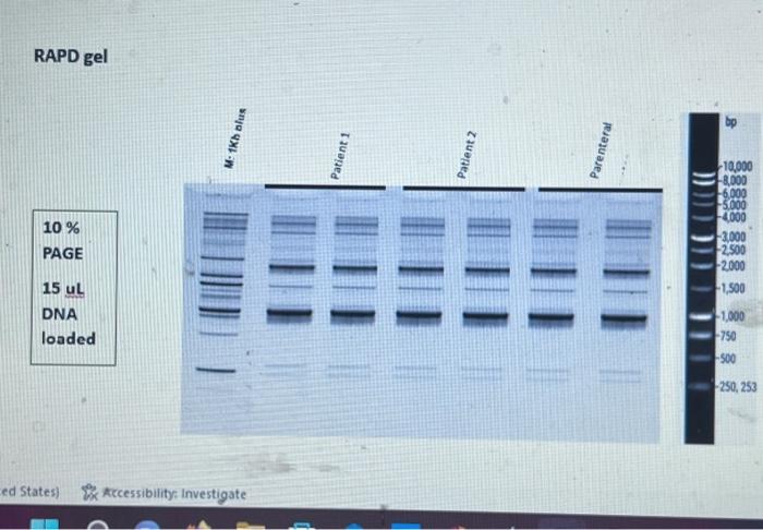 analyse the following RAPD gel results. well the two | Chegg.com
