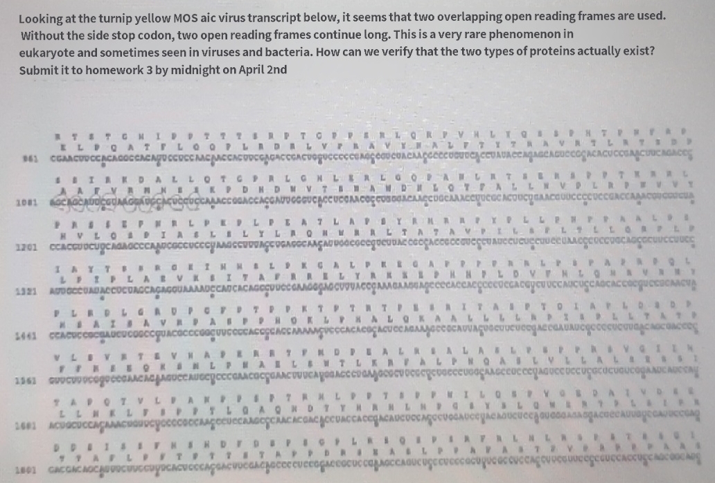 Solved Looking at the turnip yellow MOS aic virus transcript | Chegg.com