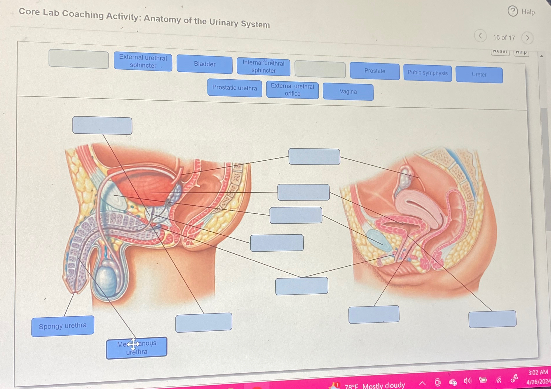Core Lab Coaching Activity: Anatomy of the Urinary | Chegg.com