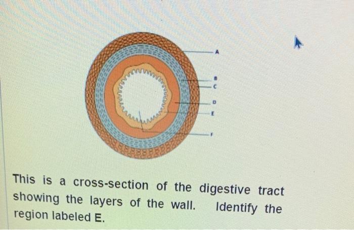 Solved D This is a cross-section of the digestive tract | Chegg.com