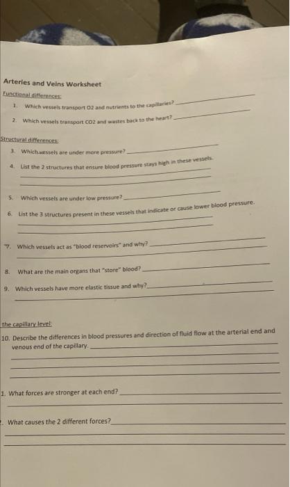 Solved Arteries and Veins Worksheet Functional differences: | Chegg.com