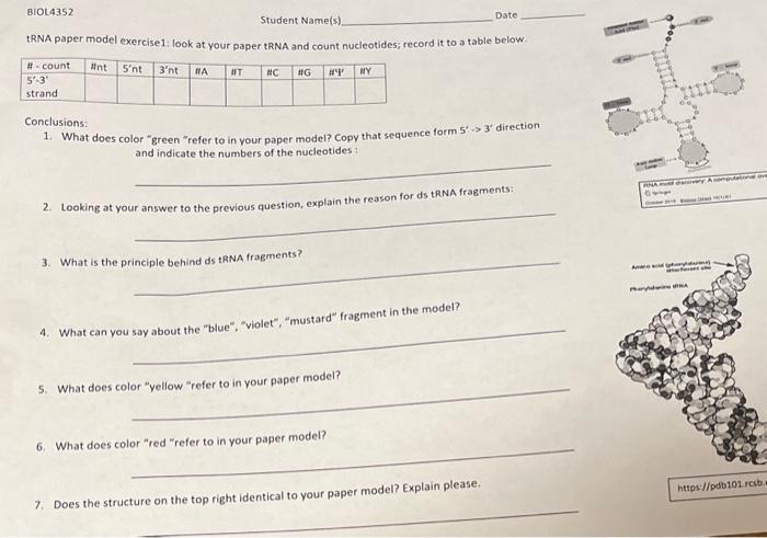 tRNA paper model exercise1: look at your paper tRNA | Chegg.com