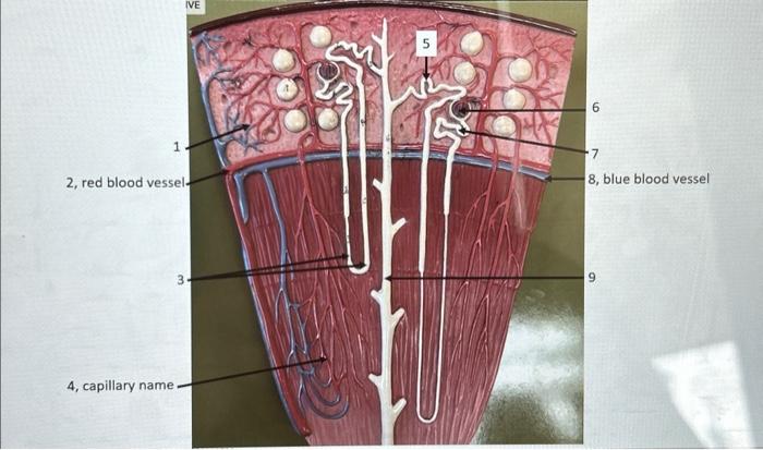 Solved 2 , red blood vi 8 , blue blood vessel 9 4 , | Chegg.com