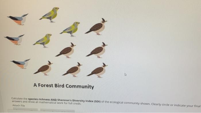 Solved A Forest Bird Community Calculate the species | Chegg.com