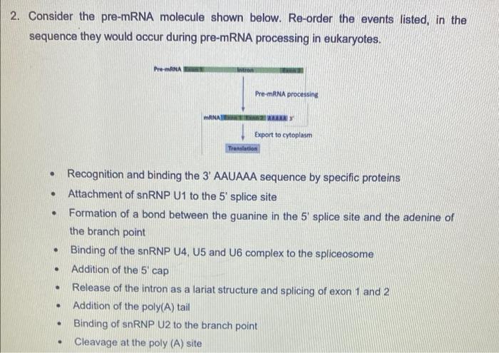 Solved 2. Consider the pre-mRNA molecule shown below. | Chegg.com