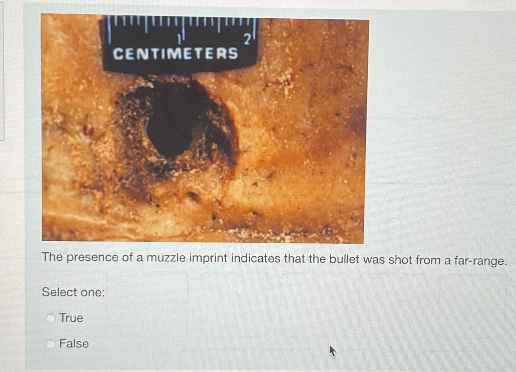 Solved The presence of a muzzle imprint indicates that the | Chegg.com