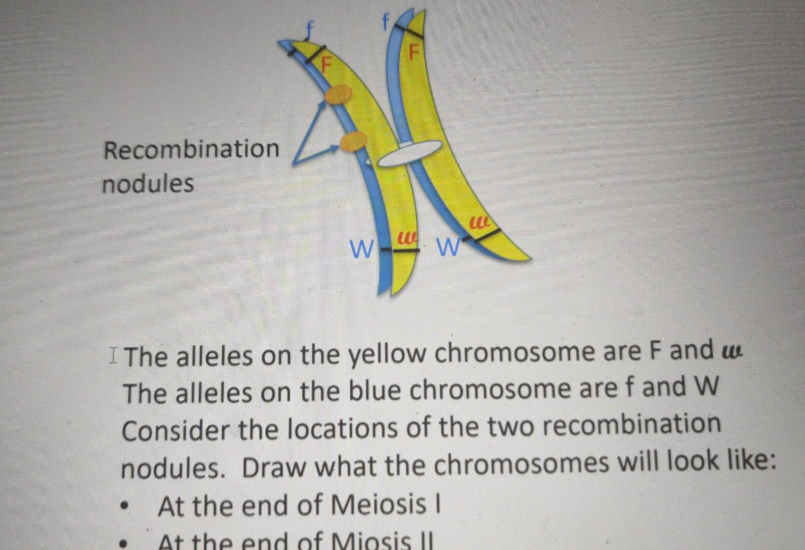 Solved F Recombination nodules U W W. w I The alleles on the | Chegg.com