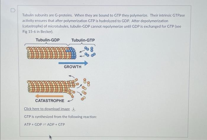 Solved D Tubulin subunits are G-proteins. When they are | Chegg.com