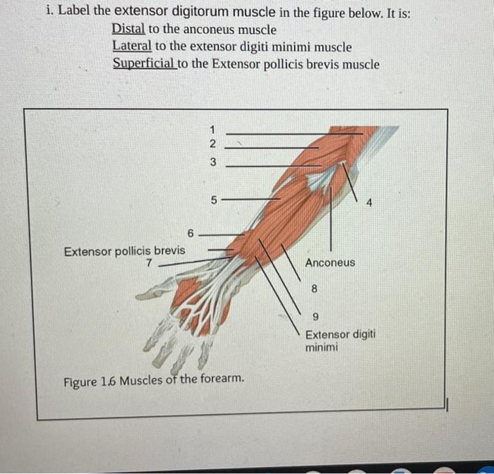 Solved Label the extensor digotorum muscle in the figure | Chegg.com