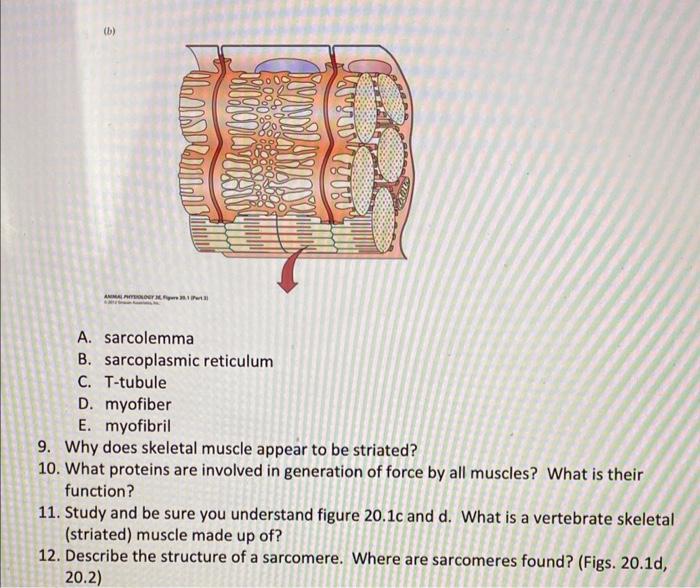 Solved A. sarcolemma B. sarcoplasmic reticulum C. T-tubule | Chegg.com