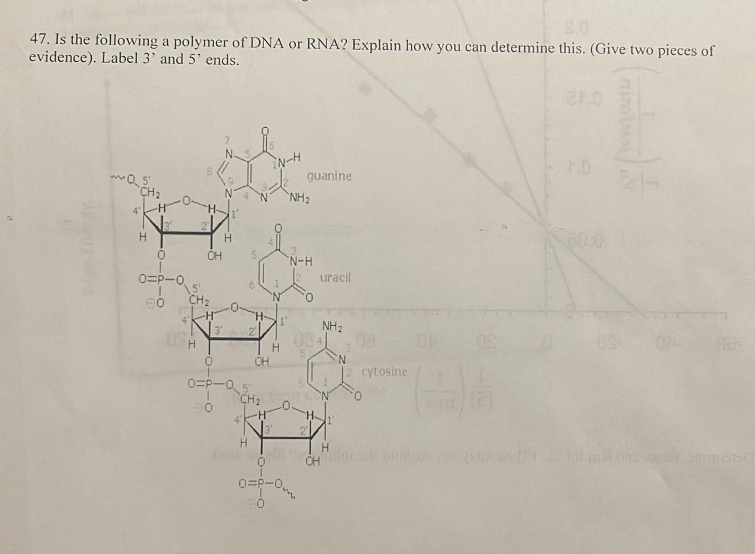 Solved 47. Is the following a polymer of DNA or RNA? Explain | Chegg.com