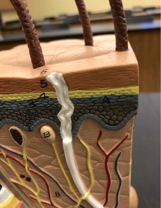 Solved label the numbers/ pictures on the skin model figure | Chegg.com