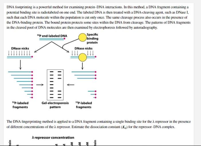 Solved DNA footprinting is a powerful method for examining | Chegg.com
