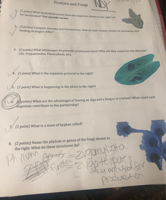 Solved Protists and Fungi (1 point) What method/structure | Chegg.com