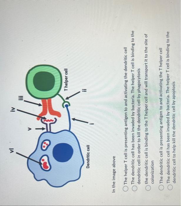 Solved Step III in the image above shows neutrophils moving | Chegg.com