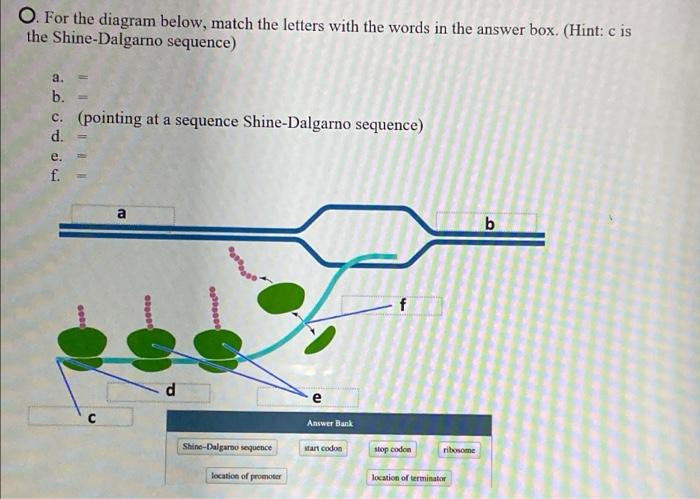 Solved 2. Shown below is the coding (non-template) strand of | Chegg.com