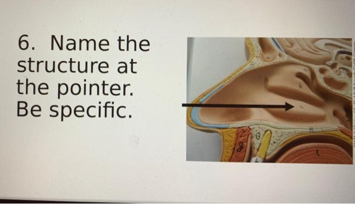 Solved 6. Name the structure at the pointer. Be specific | Chegg.com